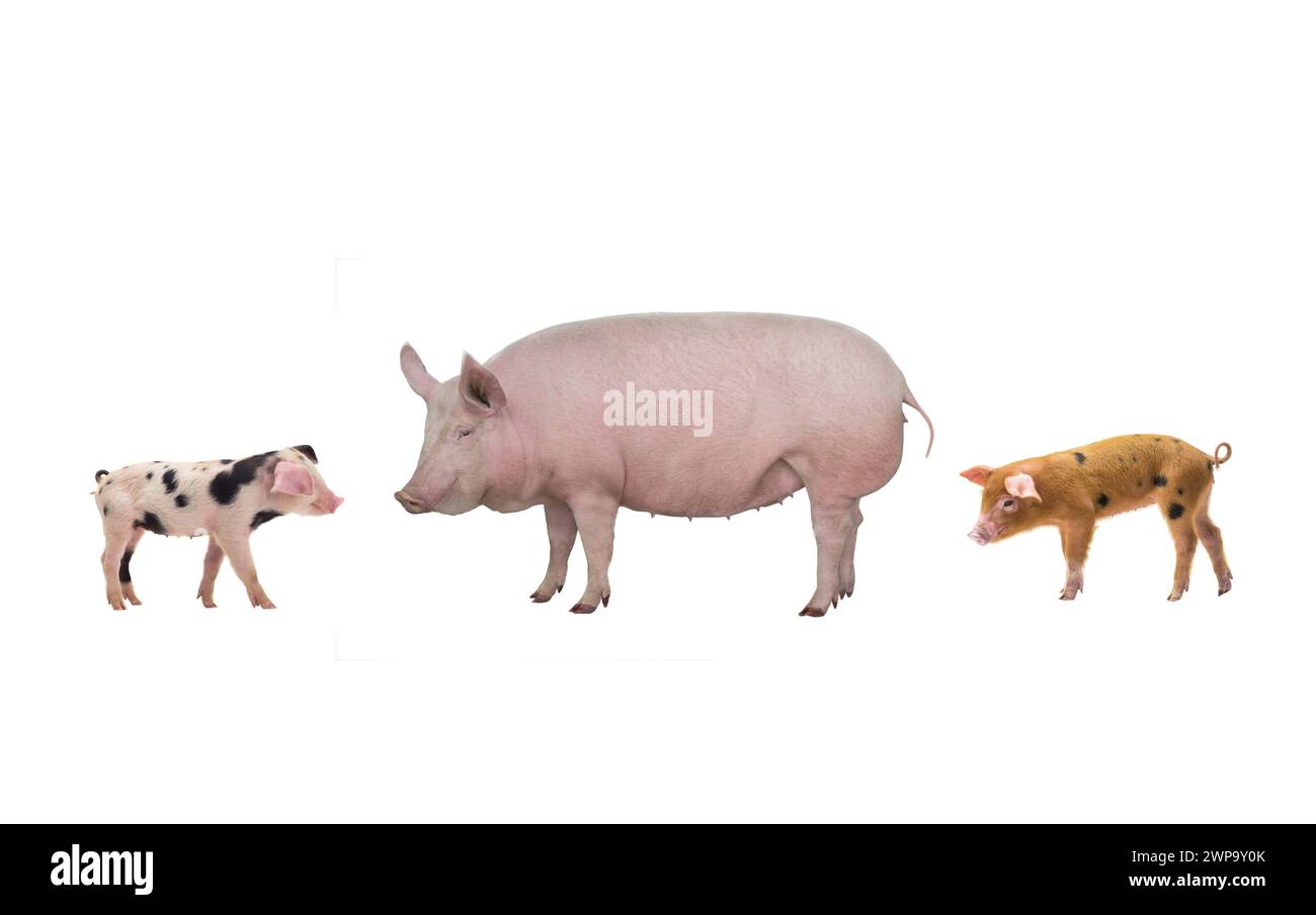female and piglet isolated on white background Stock Photo - Alamy