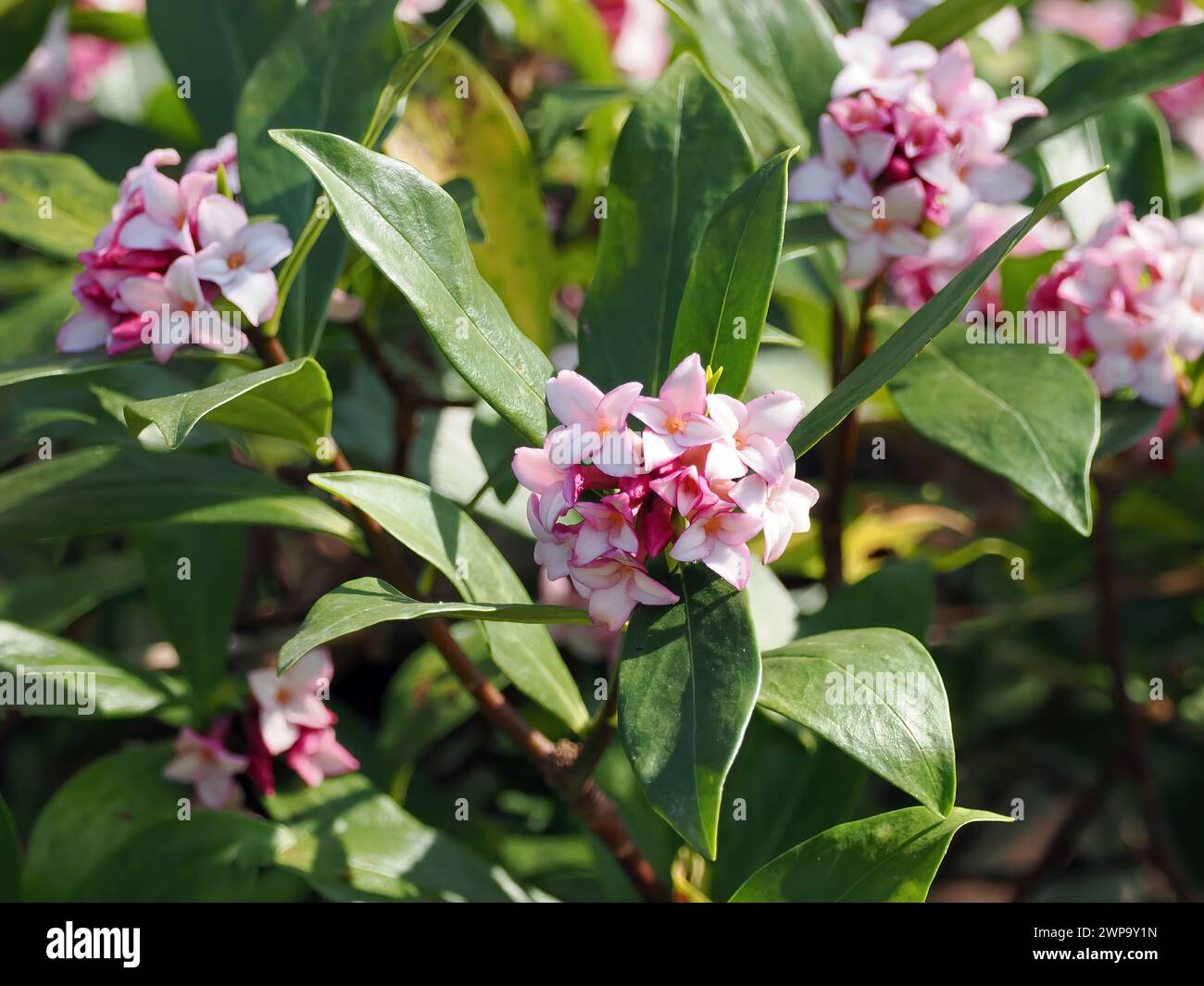 Winter daphne hi-res stock photography and images - Alamy