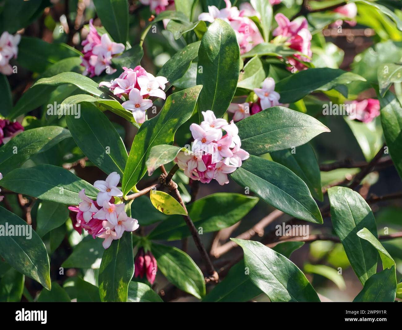 winter daphne, Daphne odora, téli boroszlán Stock Photo - Alamy