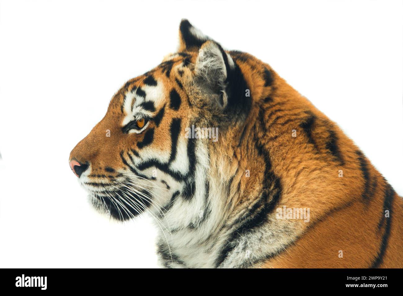 portrait tiger isolated on white background Stock Photo - Alamy