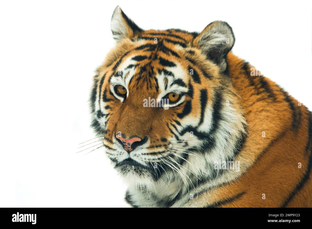 portrait tiger isolated on white background Stock Photo - Alamy