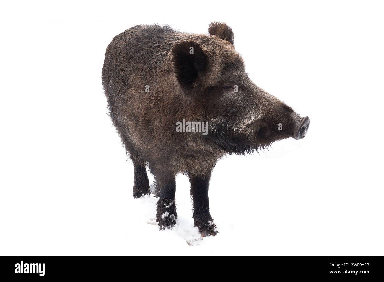 Wild boar on a white background Stock Photo - Alamy