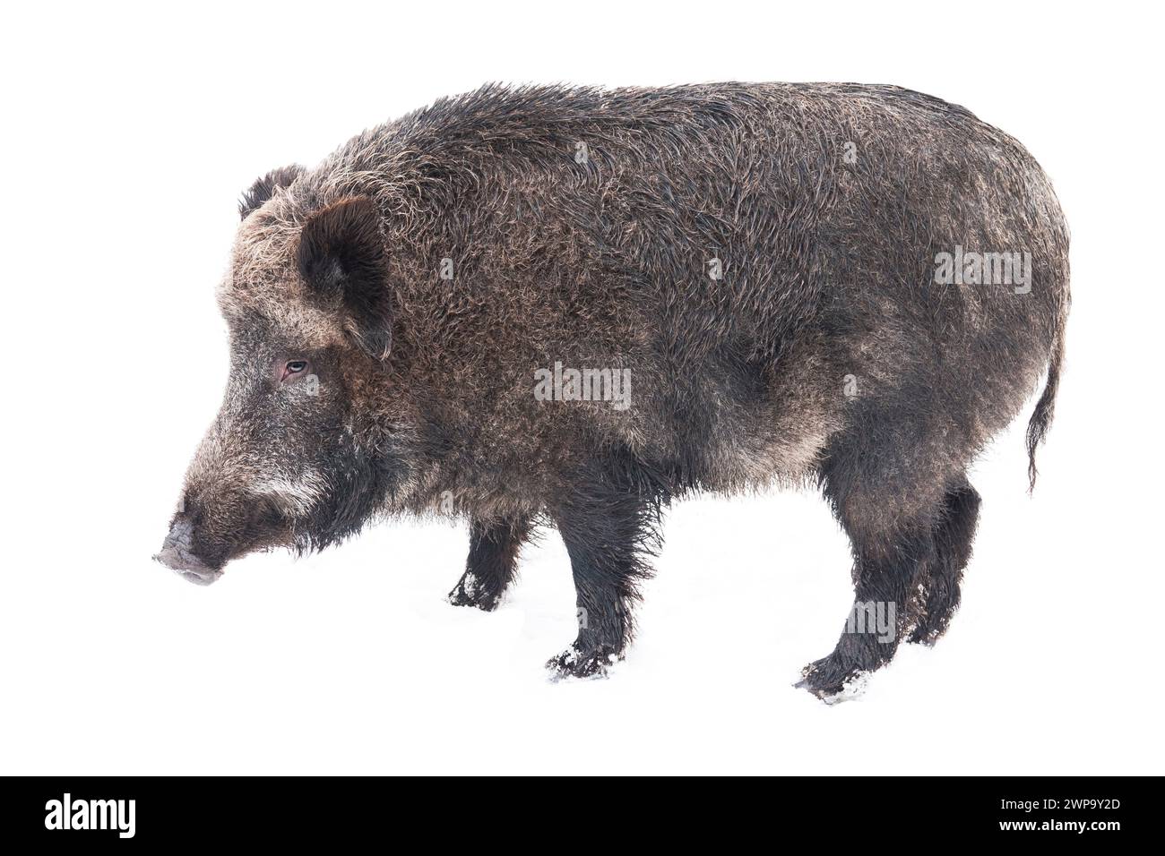 Wild boar isolated on snow on white background Stock Photo - Alamy