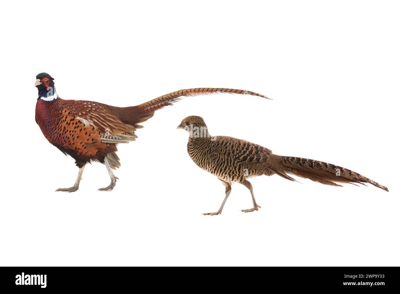 male and female pheasant is isolated on a white background Stock Photo ...