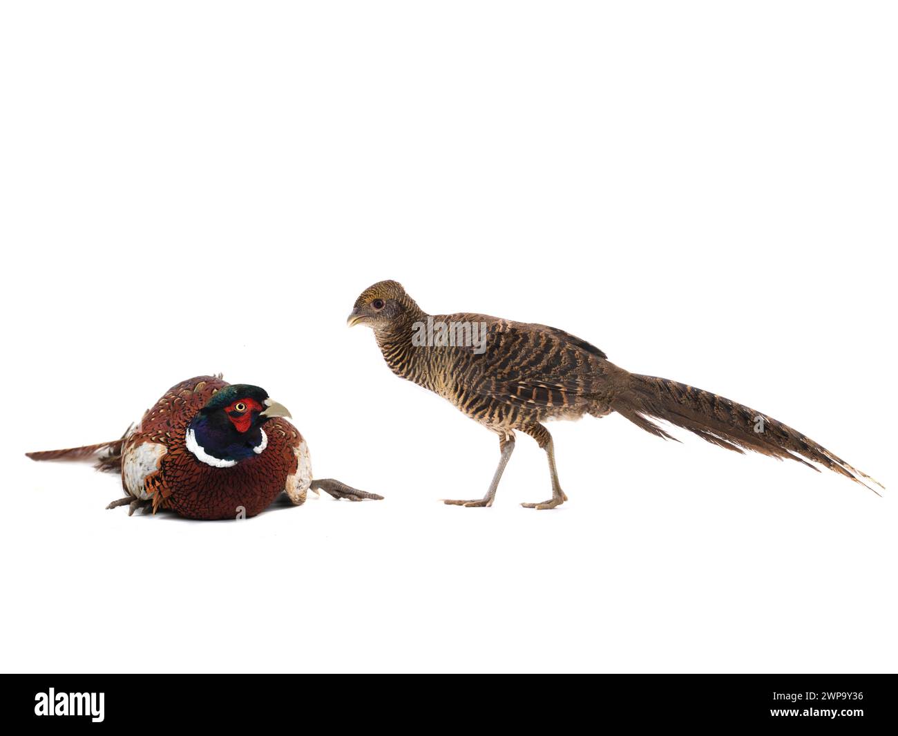 Ordinary pheasant hi-res stock photography and images - Alamy