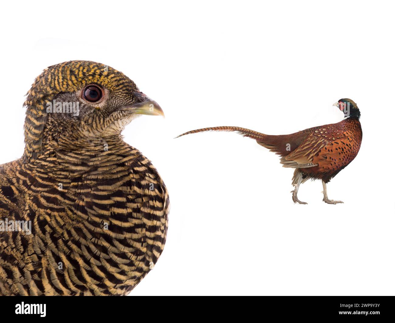 male and female pheasant hunting is photographed in studio Stock Photo ...