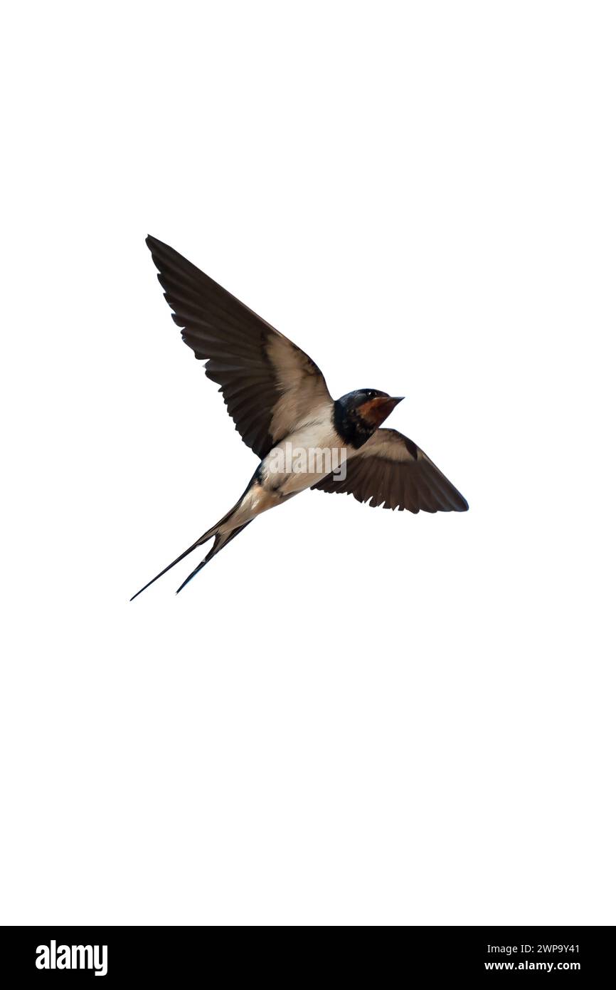 Barn swallow Cut Out Stock Images & Pictures - Alamy