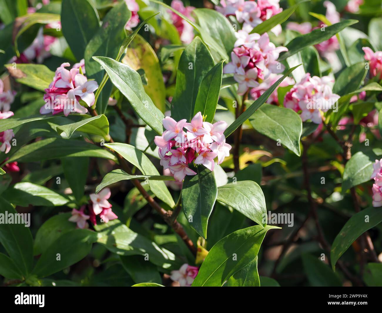 winter daphne, Daphne odora, téli boroszlán Stock Photo - Alamy