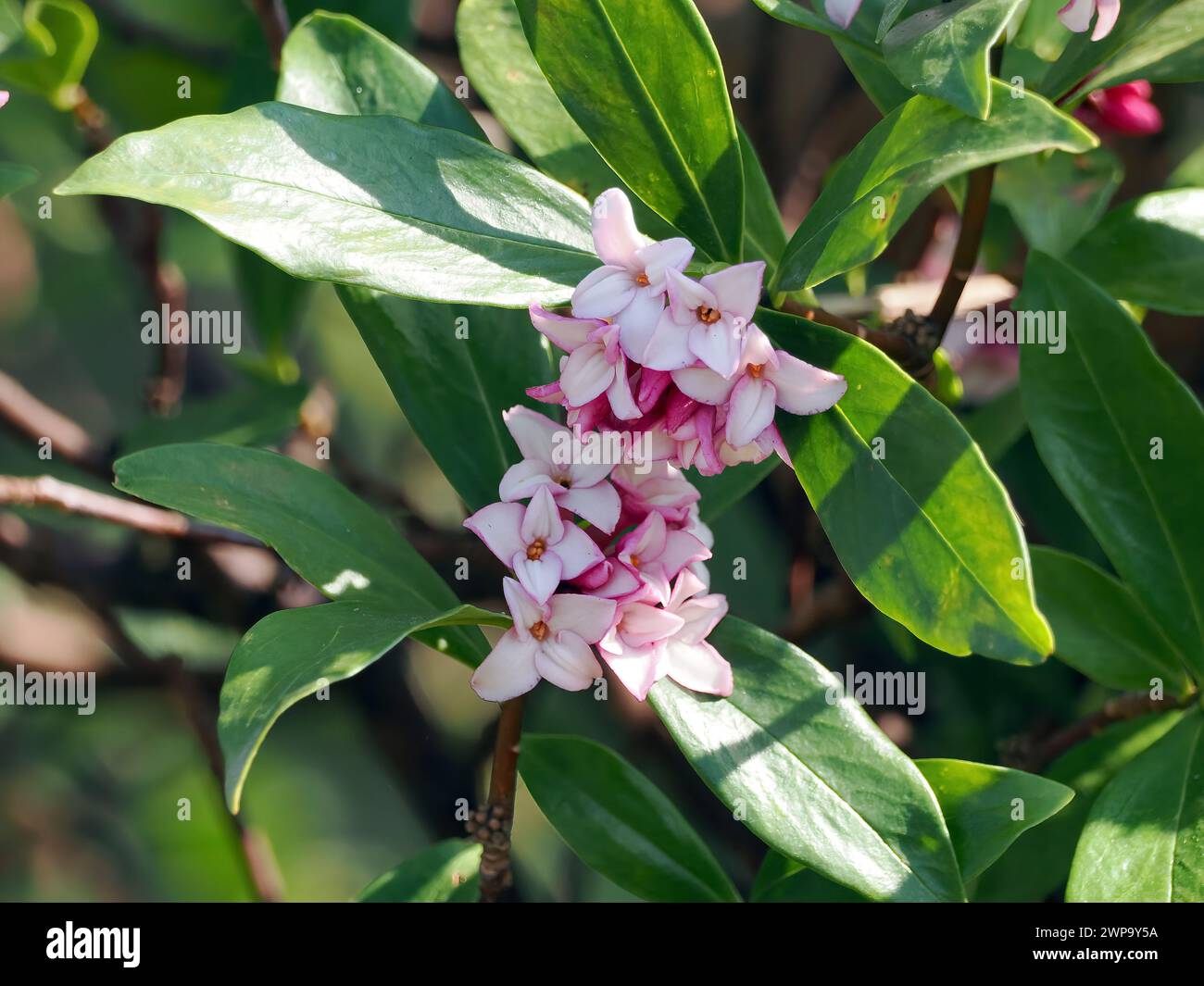 winter daphne, Daphne odora, téli boroszlán Stock Photo - Alamy