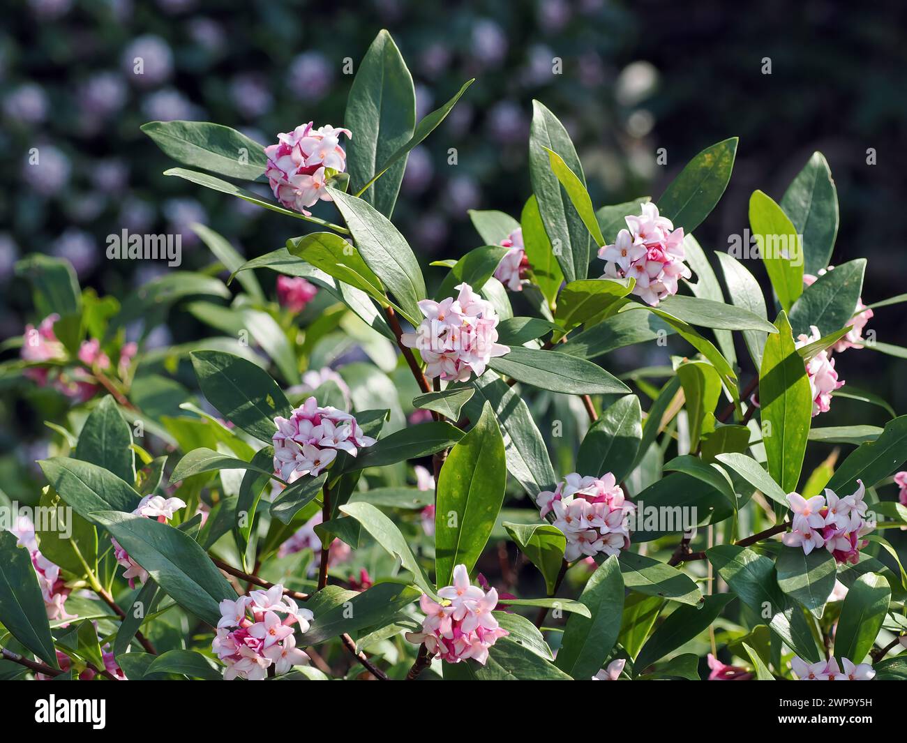 Winter daphne hi-res stock photography and images - Alamy