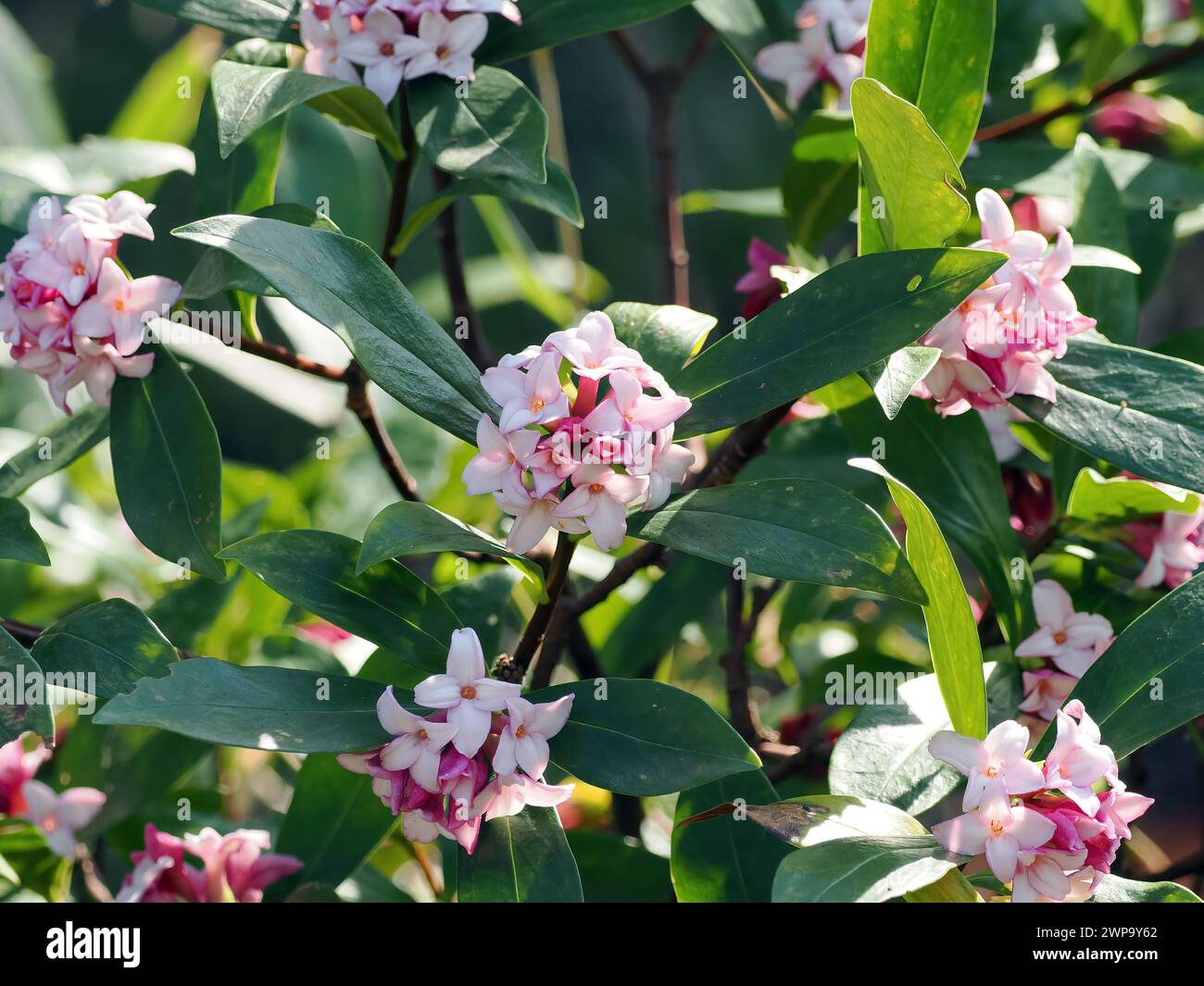 winter daphne, Daphne odora, téli boroszlán Stock Photo - Alamy
