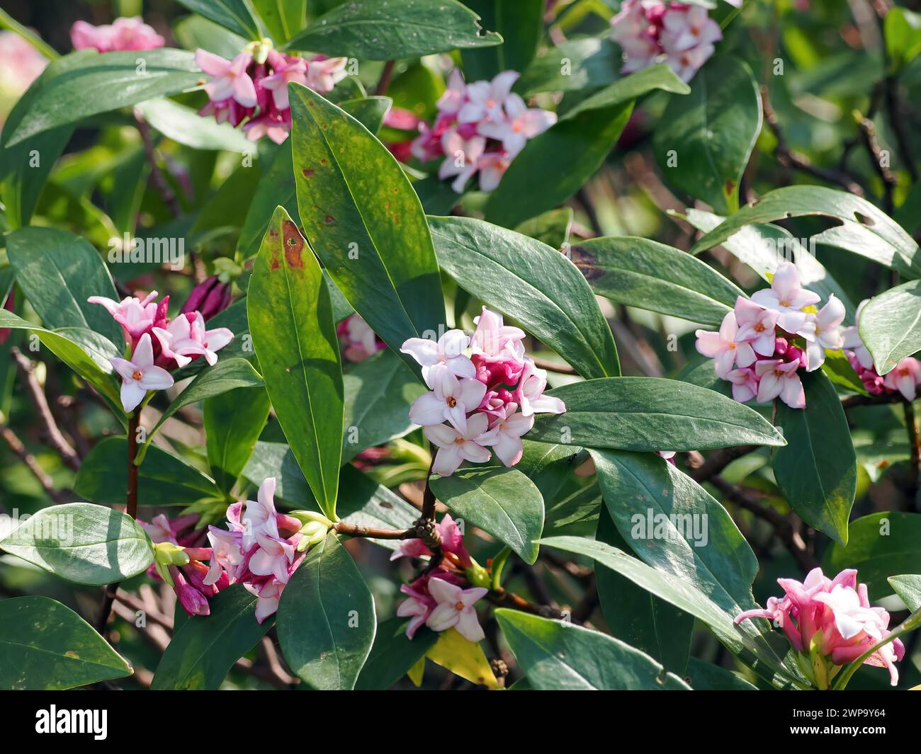 Winter daphne hi-res stock photography and images - Alamy