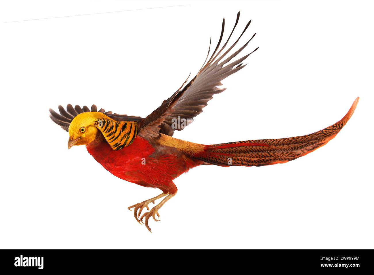 pheasant gold in flight isolated on white background Stock Photo - Alamy