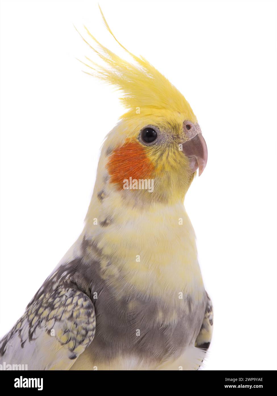 Portrait parrot corella on white hi-res stock photography and images ...