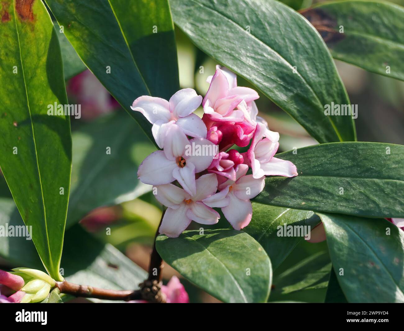 Winter daphne hi-res stock photography and images - Alamy