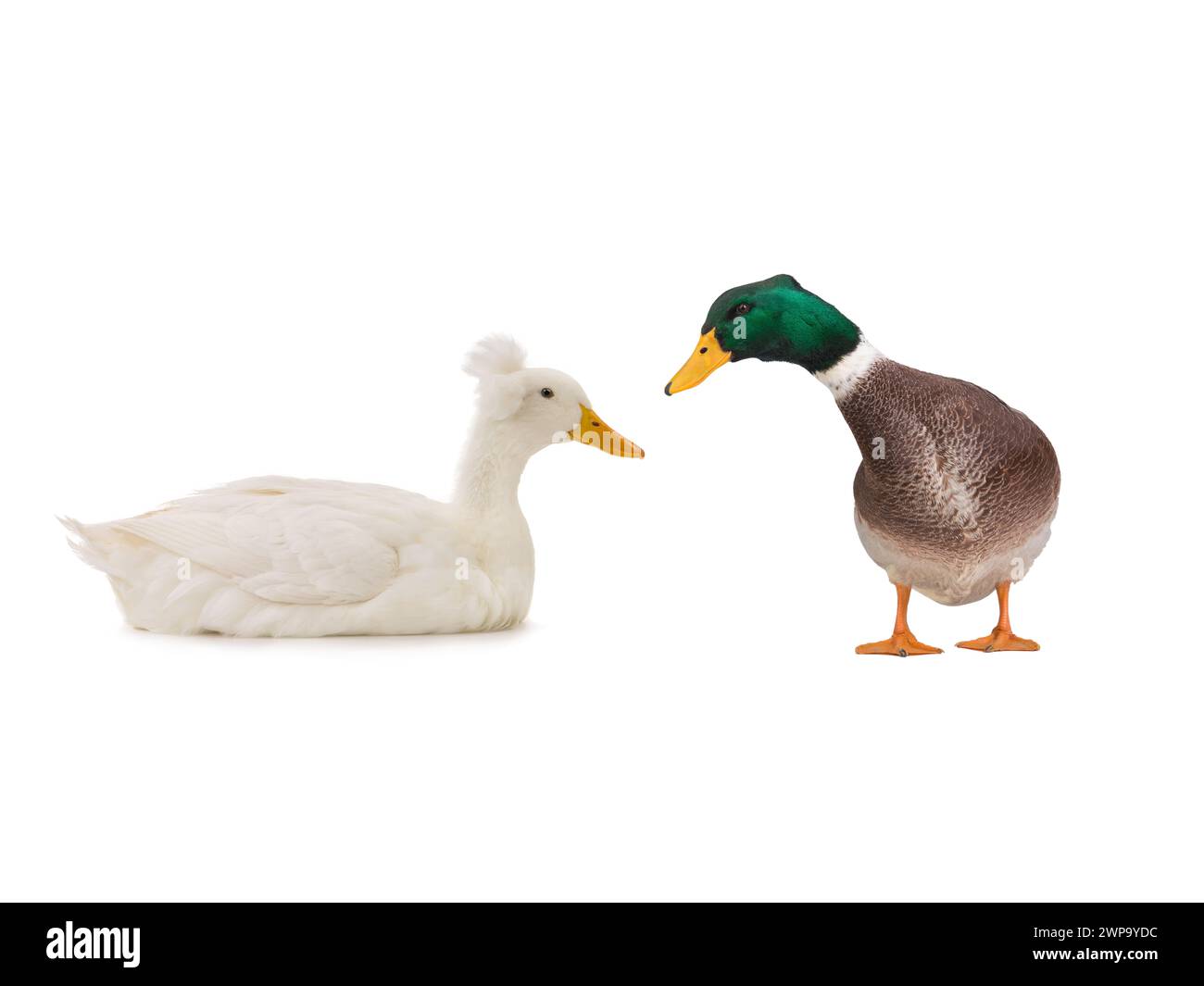two duck isolated on white background Stock Photo - Alamy