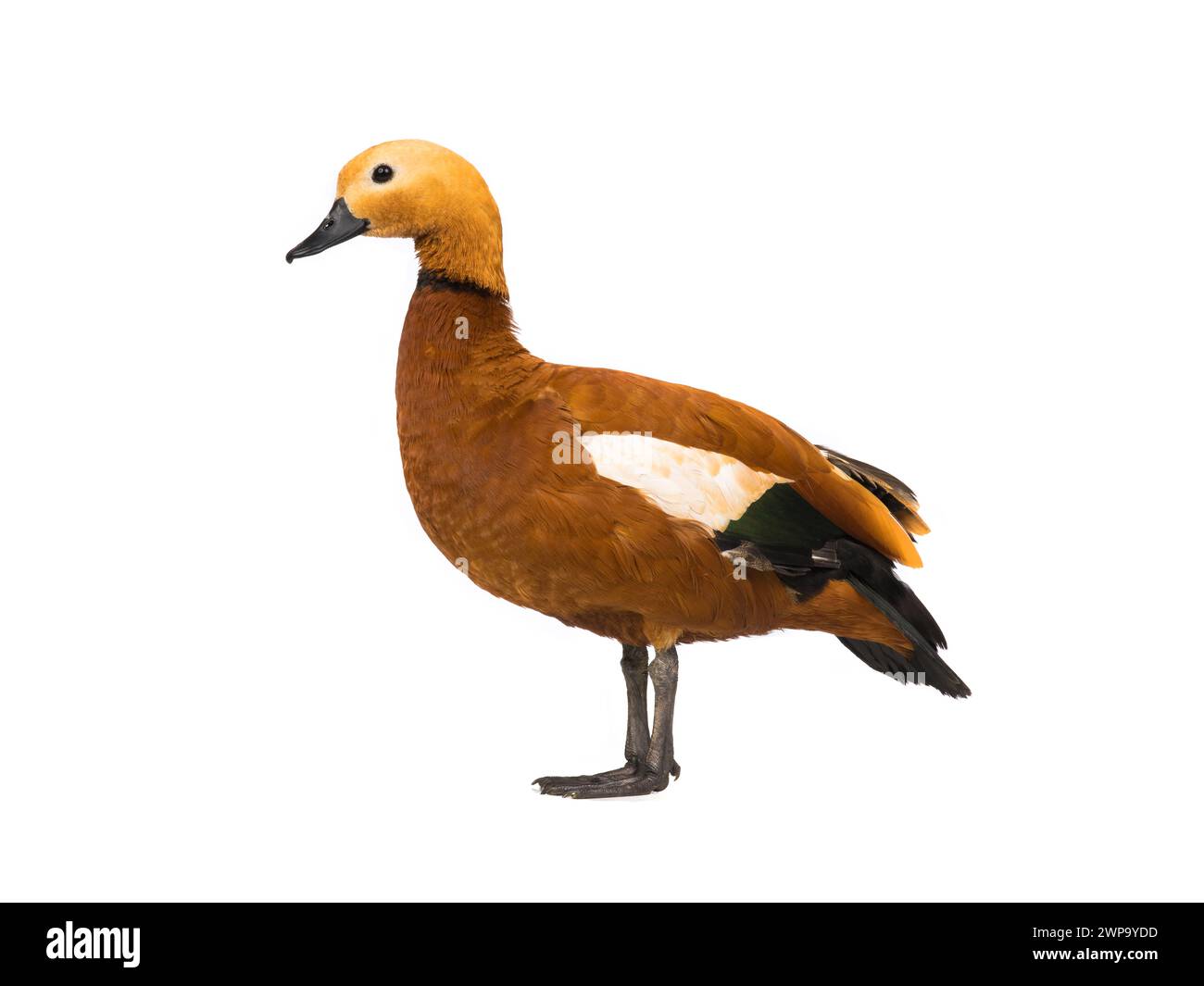 male Beautiful bright red duck (Ogar) isolated on white background (In ...