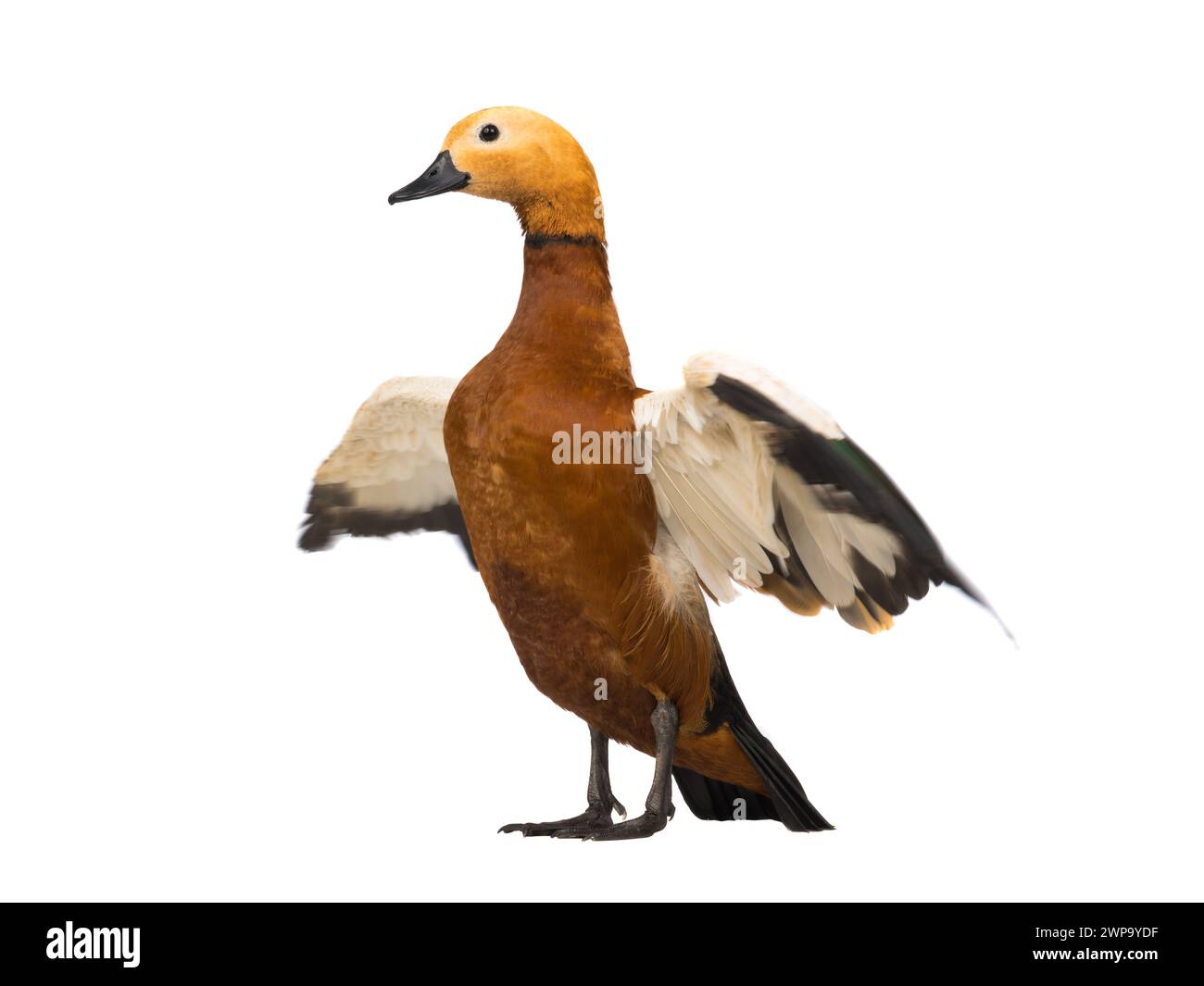 male Beautiful bright red duck (Ogar) isolated on white background (In ...