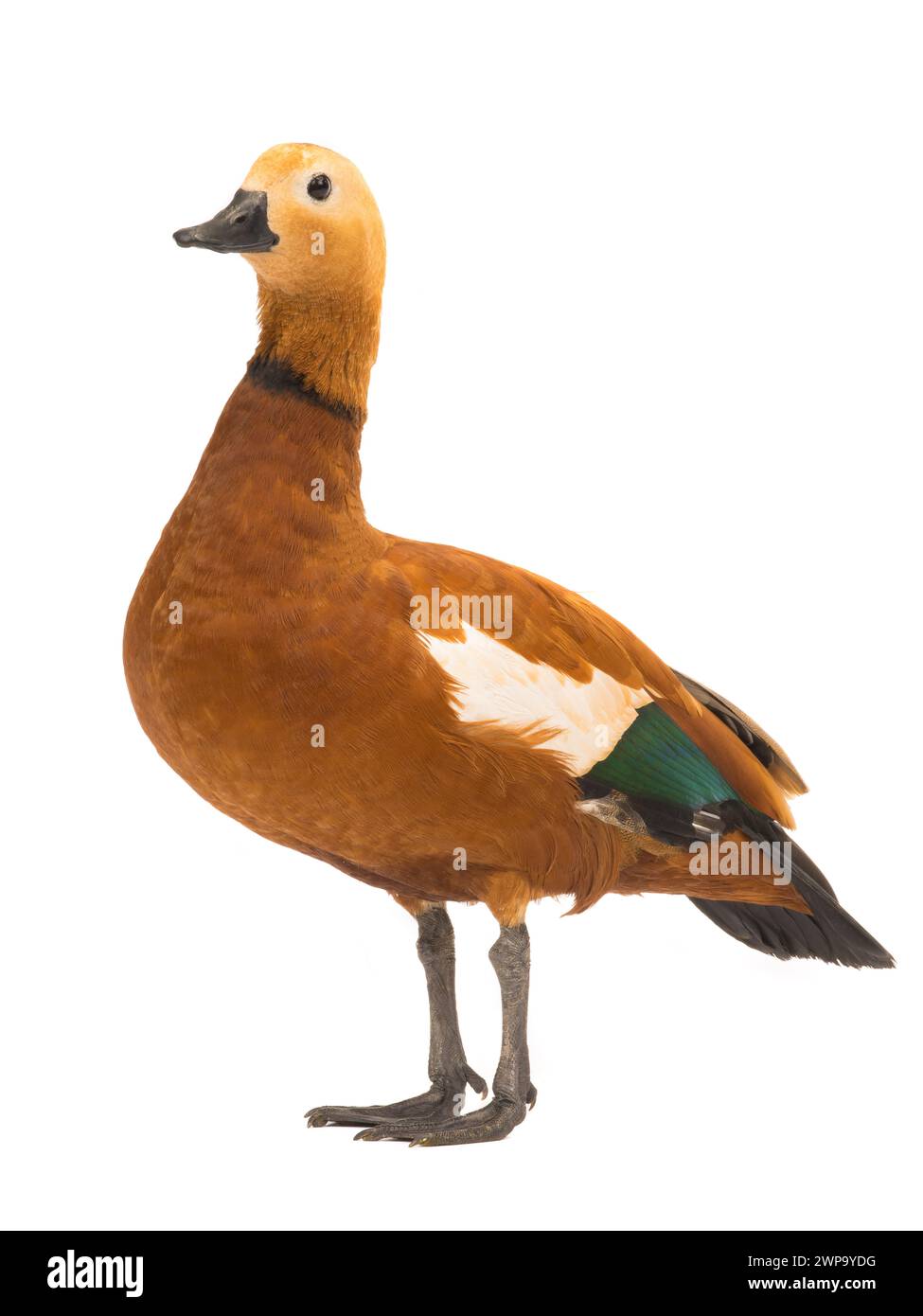 male Beautiful bright red duck (Ogar) isolated on white background (In ...