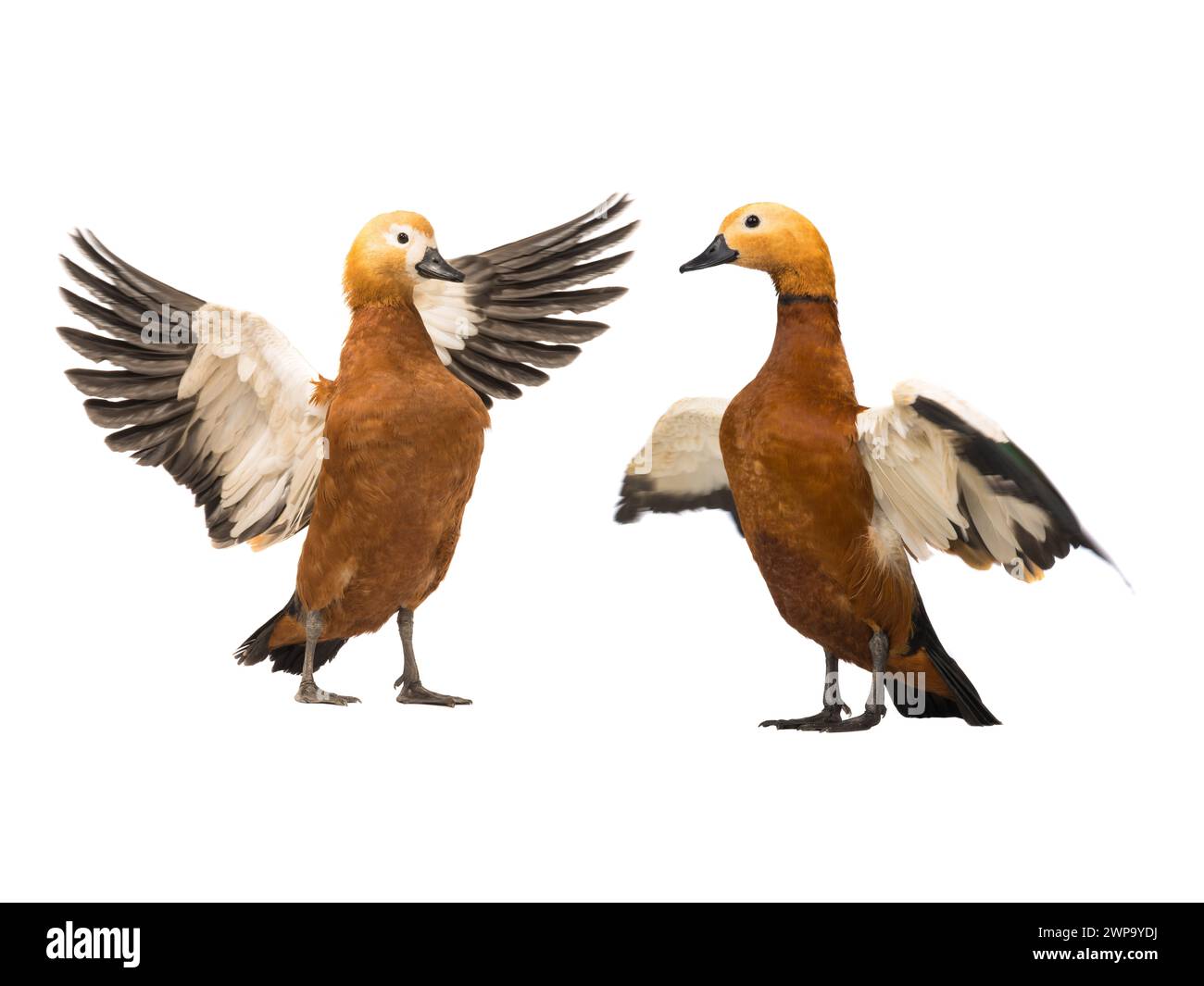 female and male Beautiful bright red duck (Ogar) isolated on white ...