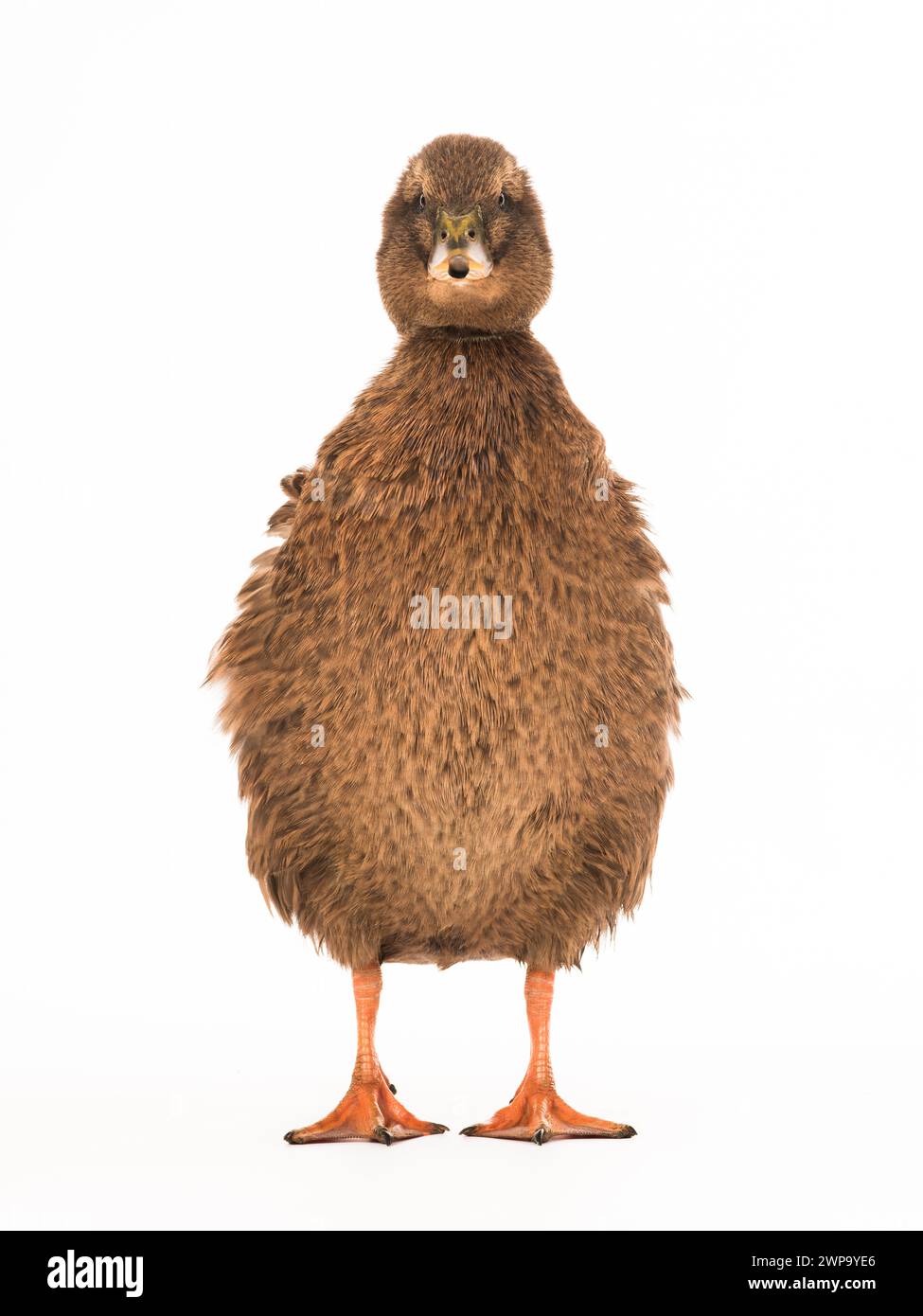 male brown shaggy duck isolated on white background Stock Photo - Alamy