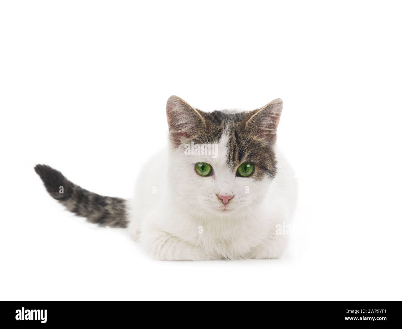 white cat isolated on white background Stock Photo - Alamy
