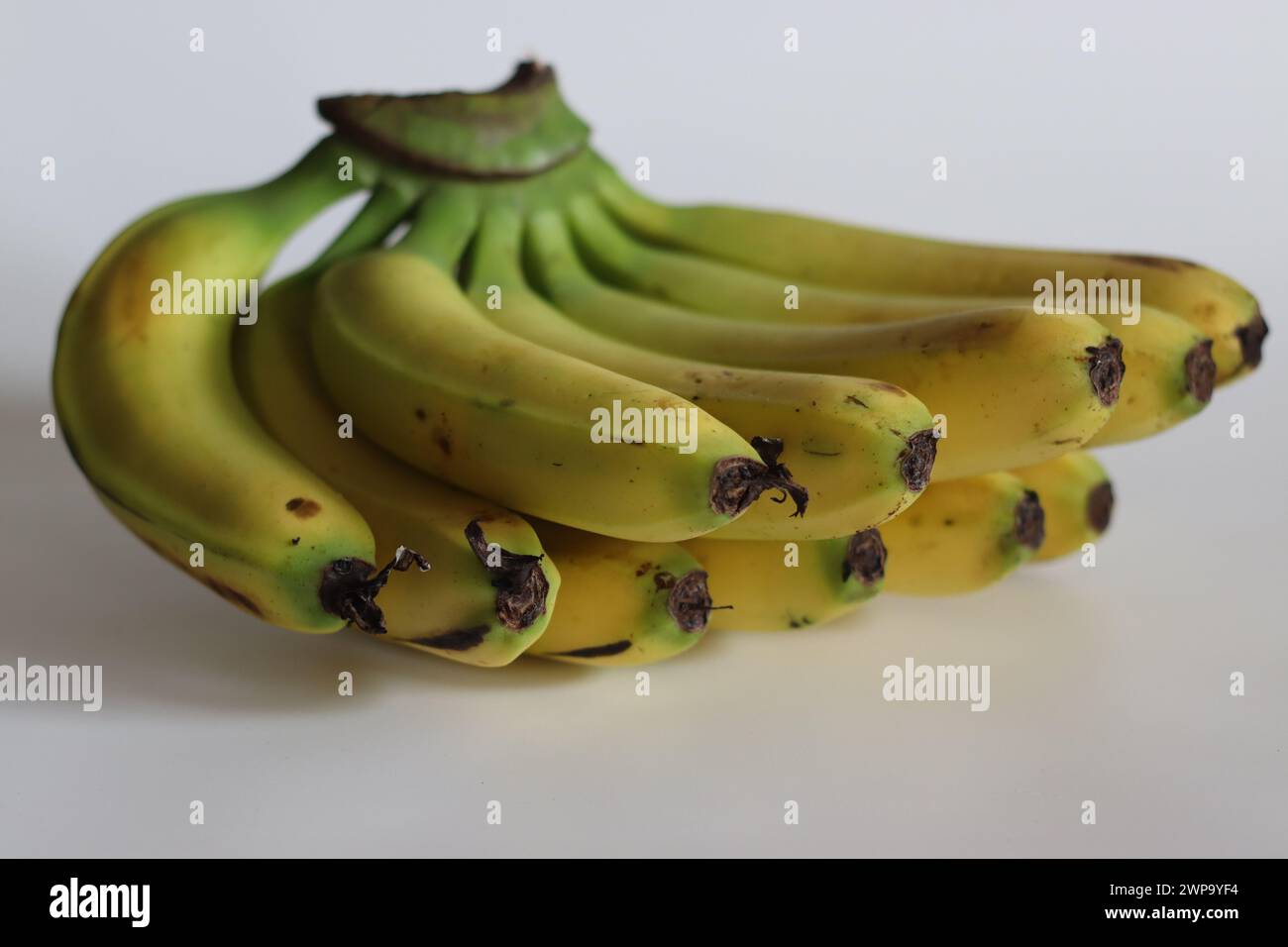 Robusta banana. Vibrant cluster of a dozen Robusta bananas, ripe and ...