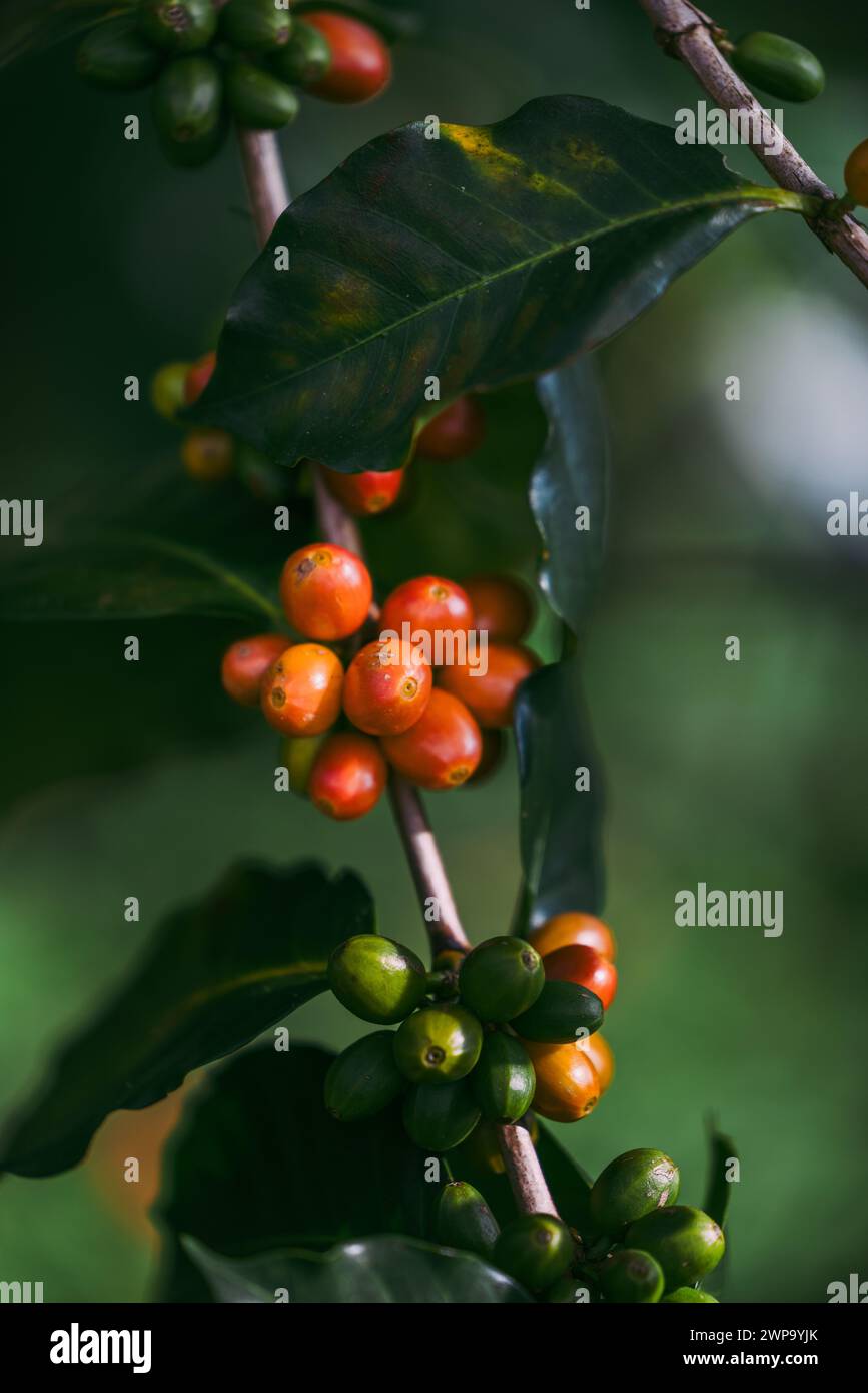 Coffee tree hi-res stock photography and images - Alamy