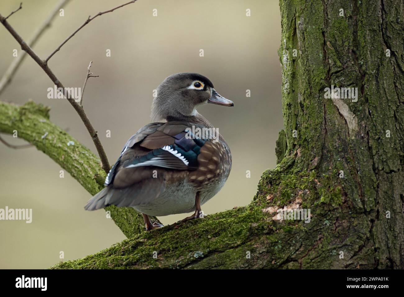 Pretty female Wood Duck / Carolina duck ( Aix sponsa ) perched in a ...