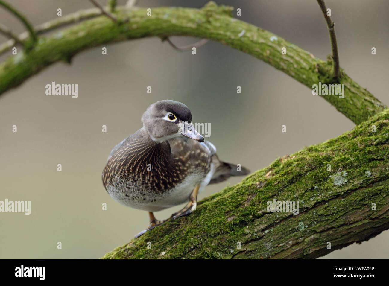 Wood Duck / Carolina Duck ( Aix sponsa ), pretty female; in breeding ...