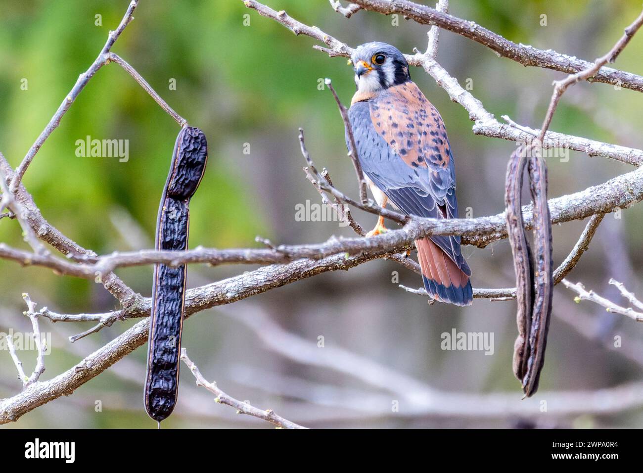 An American kestrel perches on a tree branch with long, slender wings ...