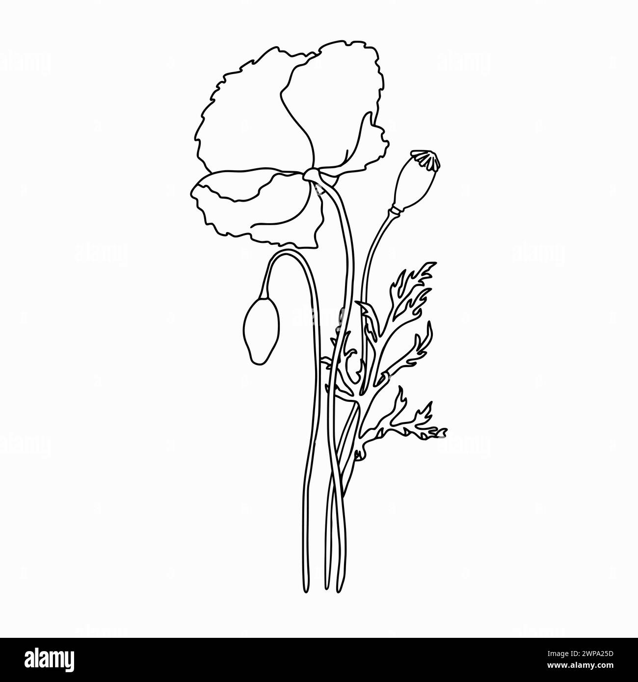 Poppy flower composition. Vector illustration in outline style. Black ...
