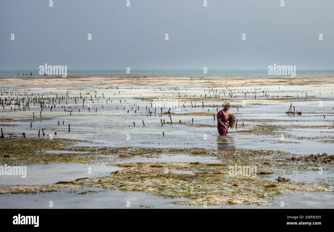 A woman harvest her crop of seaweed (Eucheuma denticulatum), Jambiani ...