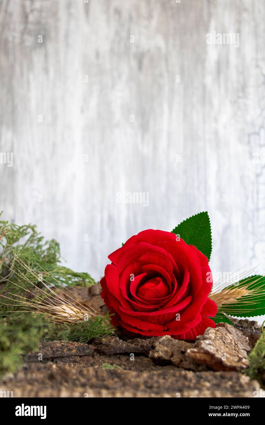 Vertical card of a red rose on the bark of a tree. Gray background ...