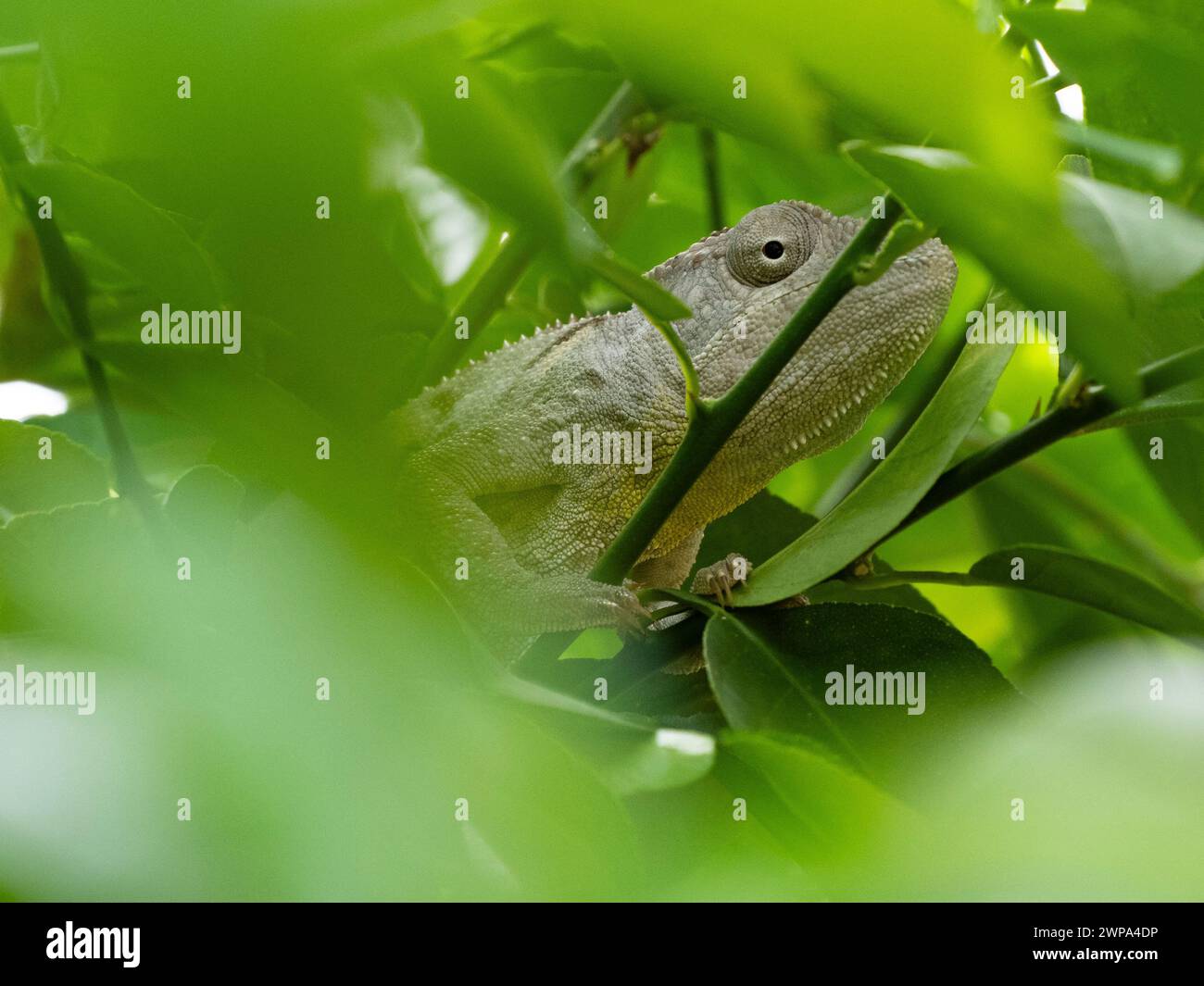 Malagasy giant chameleon, Ankarafantsika National Park, Madagascar ...