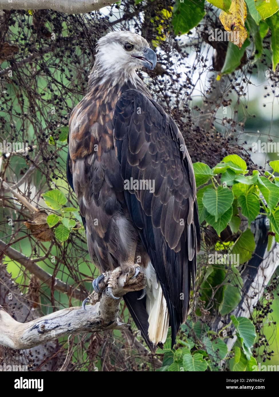 Parque nacional ankarafantsika hi-res stock photography and images - Alamy