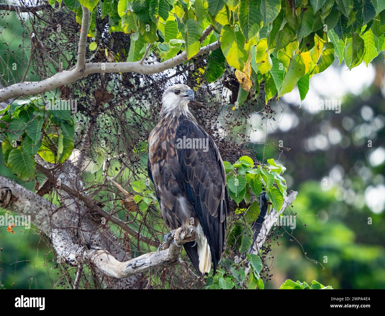 Madagascar fish eagle, Ankarafantsika National Park, Madagascar Stock Photo - Alamy