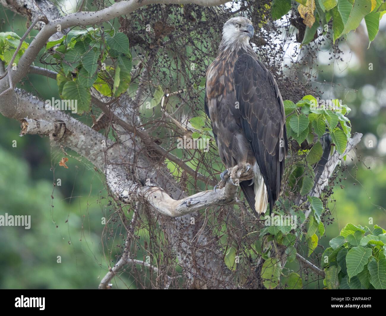 Madagascar fish eagle, Ankarafantsika National Park, Madagascar Stock ...