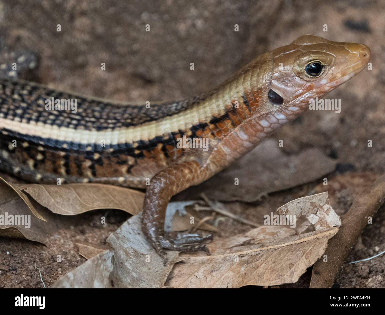 Western girdled lizard, Ankarafantsika National Park, Madagascar Stock ...
