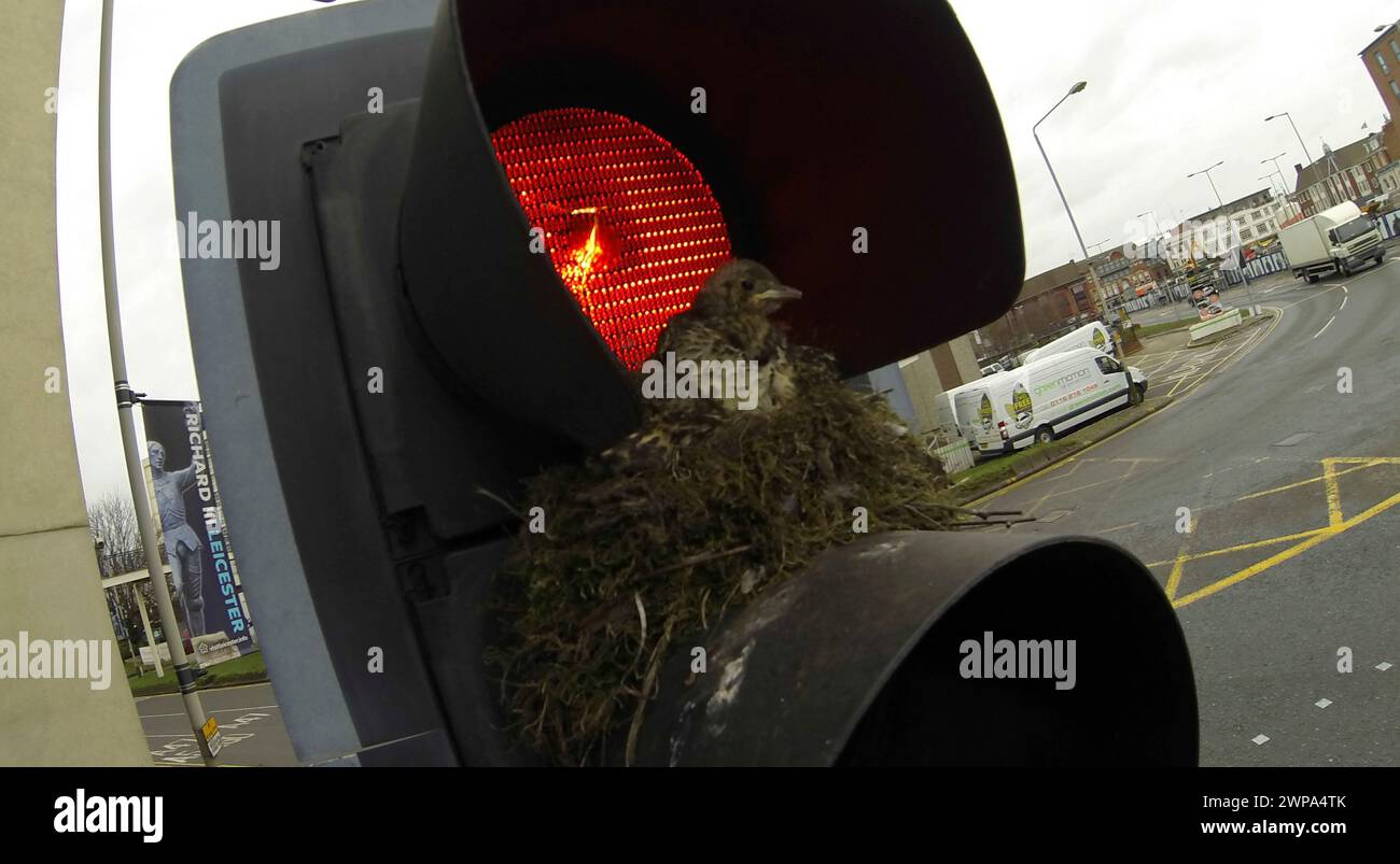 01/02/14 Using the warmth from the red light bulb and getting shelter ...