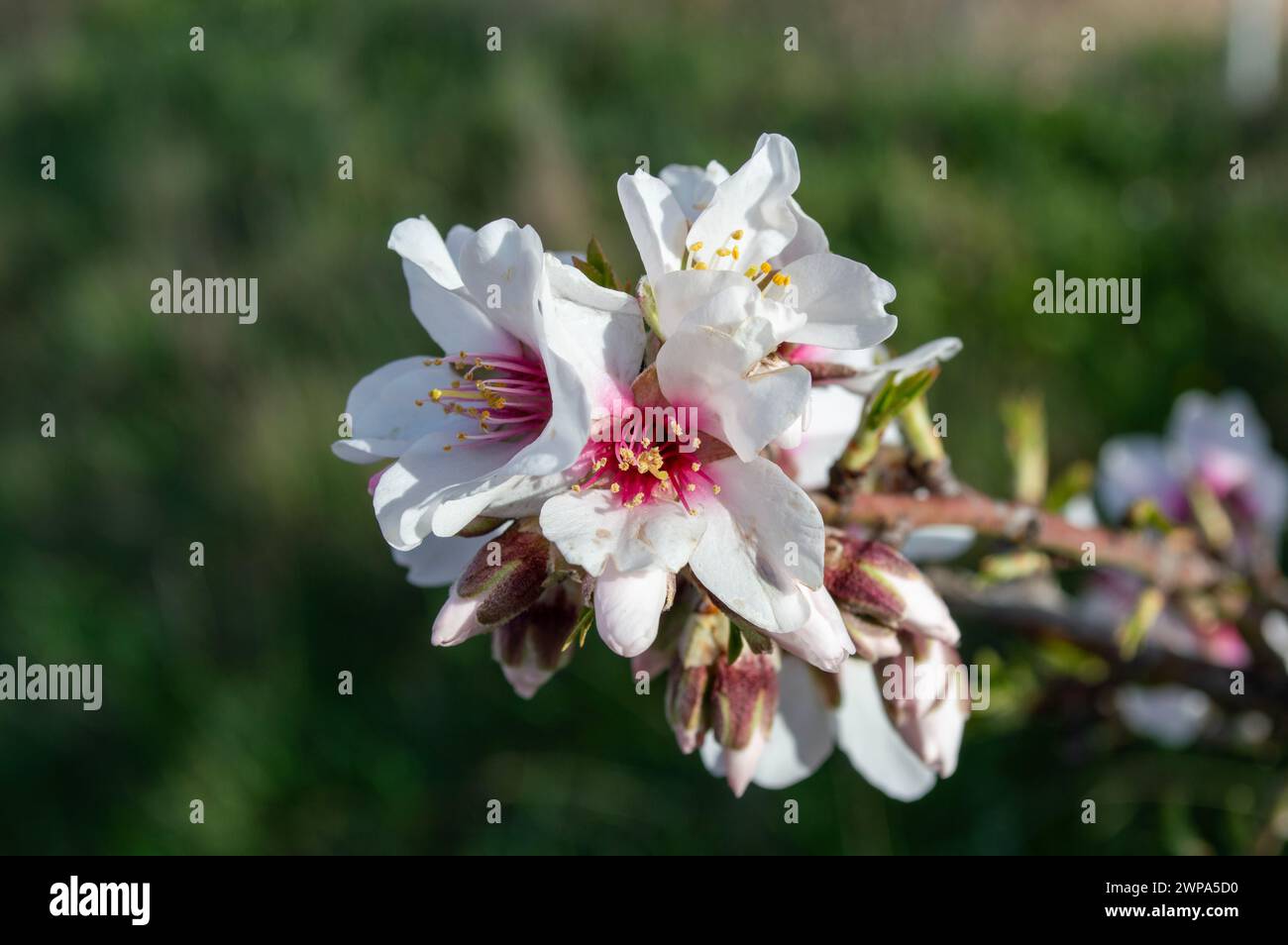 Almond flowering in March. Almond blossoms Stock Photo - Alamy