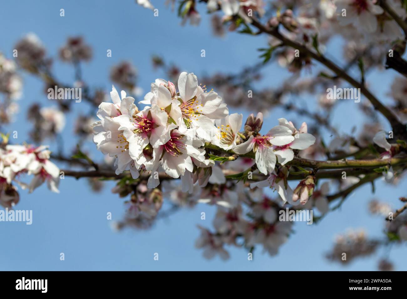 Almond flowering in March. Almond blossoms Stock Photo - Alamy