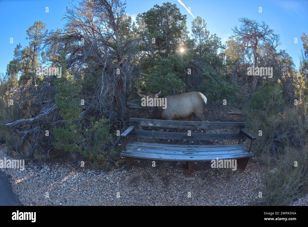 A female Elk that came out of the forest along the Greenway Trail that ...