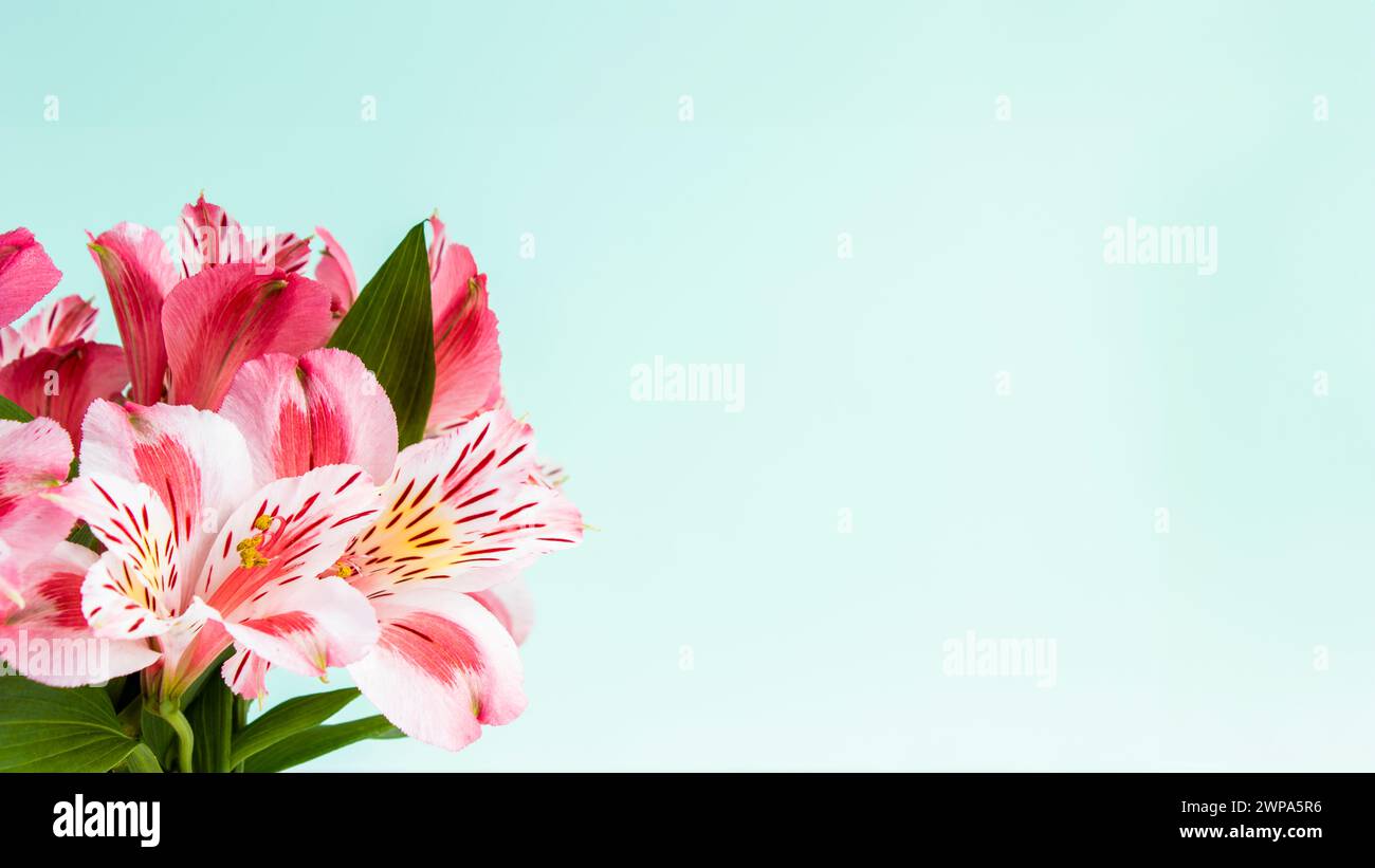 Pretty lilies hi-res stock photography and images - Alamy