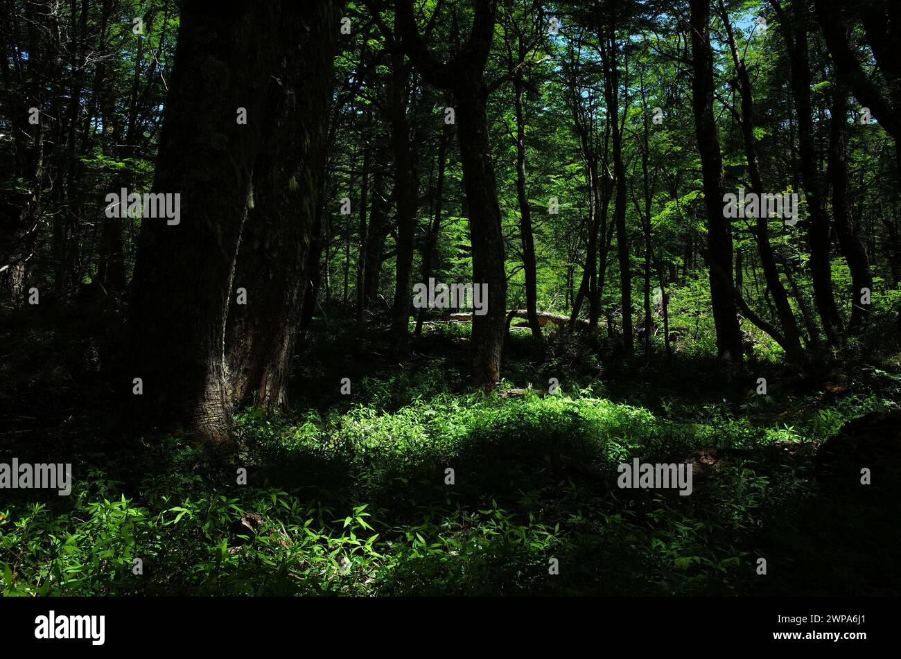Lush green forest with patches of light and shadow, Patagonia, Chile ...