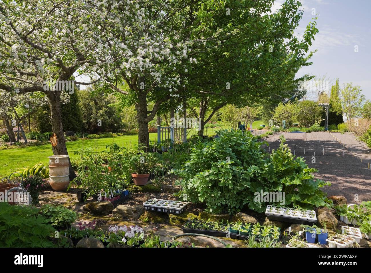 Young plantings in assorted size terracotta containers and seedlings in ...