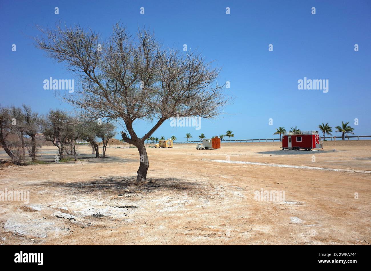 Tree in desert environment, Picnic area along Dibba beach on seacoast ...
