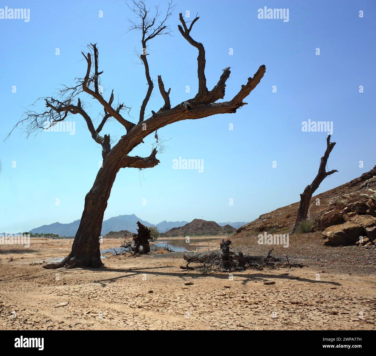 Arabian peninsula landscape, Dead tree in desert, Fujairah, United Arab ...