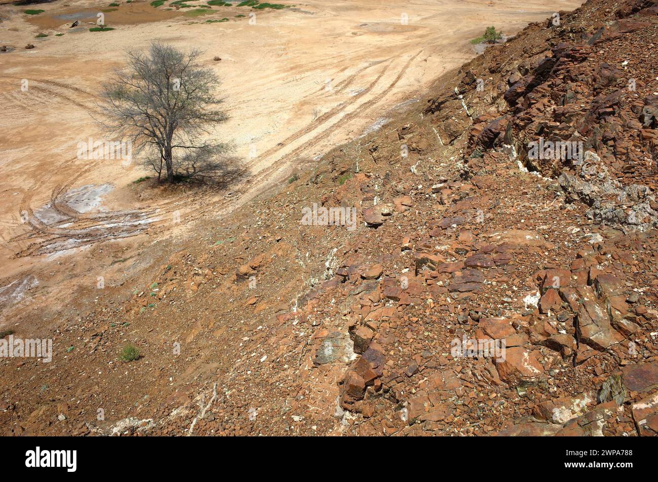 Arabian peninsula nature with one tree in dry landscape, Fujairah ...