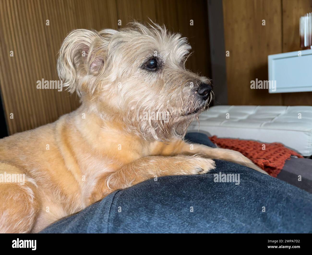 Smart eyes of a cute dog, searching for something Stock Photo - Alamy